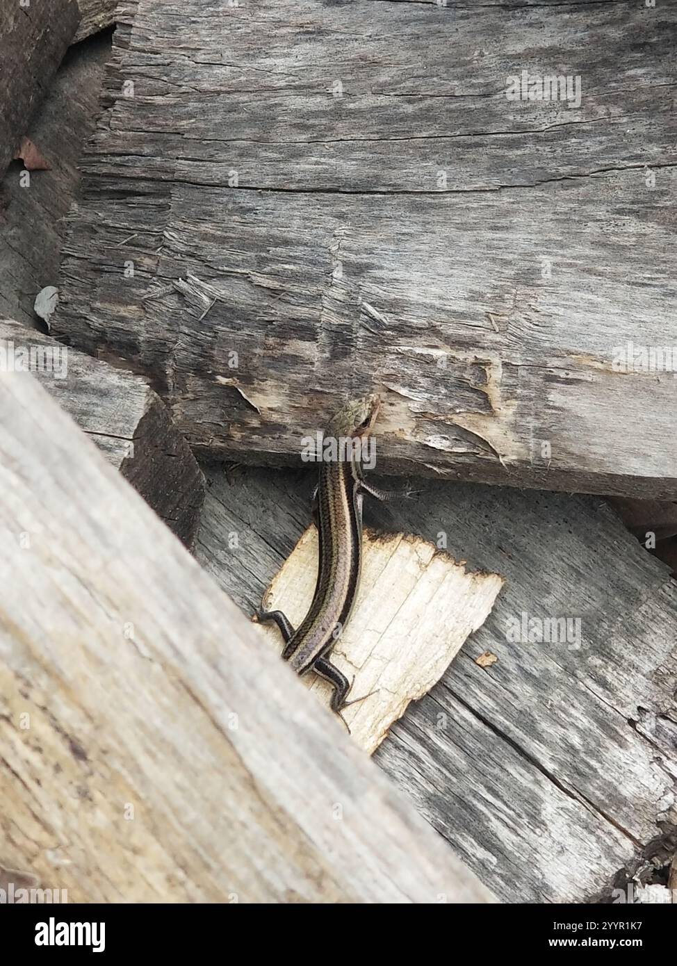 Common Five-lined Skink (Plestiodon fasciatus Stock Photo - Alamy