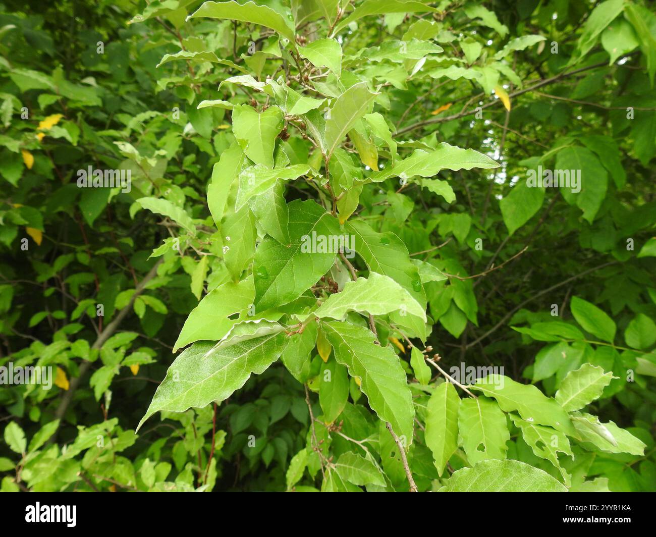 autumn olive (Elaeagnus umbellata Stock Photo - Alamy
