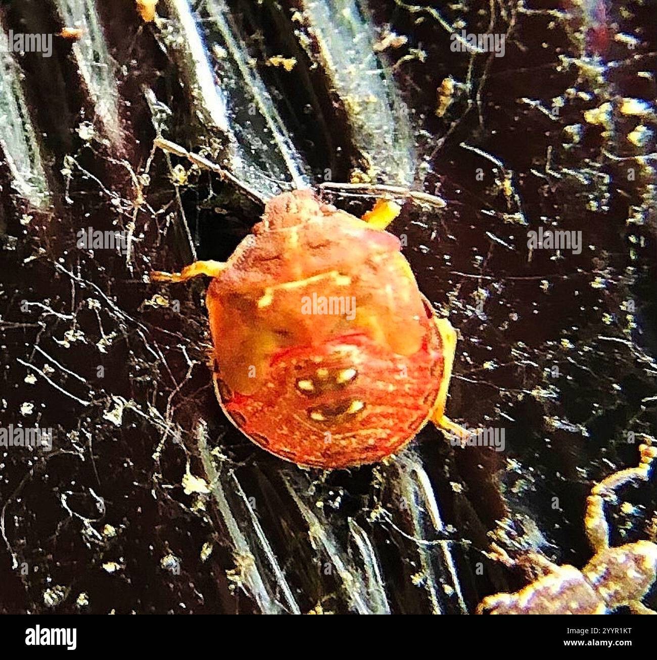 Dendrocoris hi-res stock photography and images - Alamy