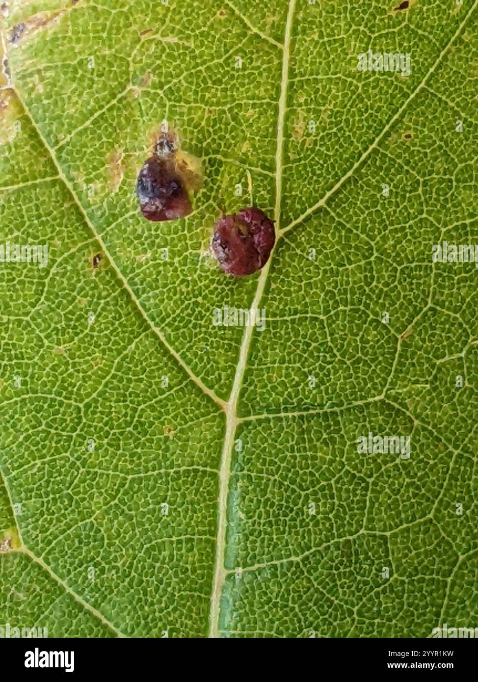 Maple Bladdergall Mite (Vasates quadripedes Stock Photo - Alamy
