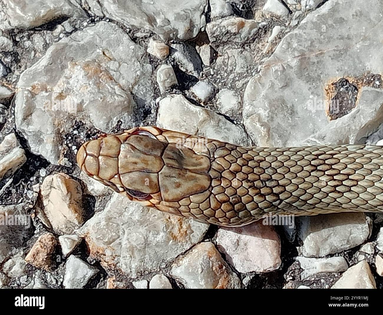 Caspian Whipsnake (Dolichophis caspius Stock Photo - Alamy