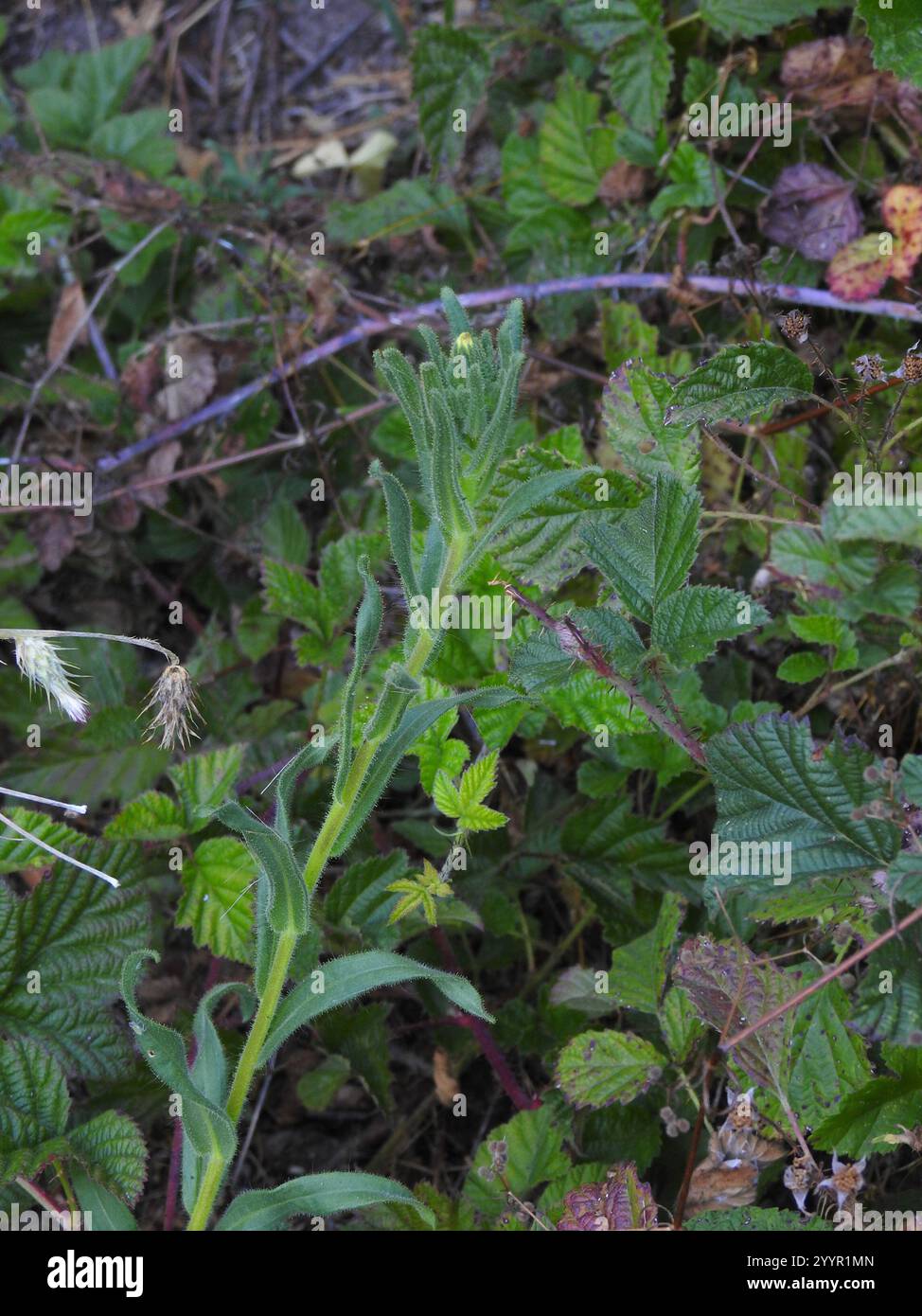Madia sativa hi-res stock photography and images - Alamy
