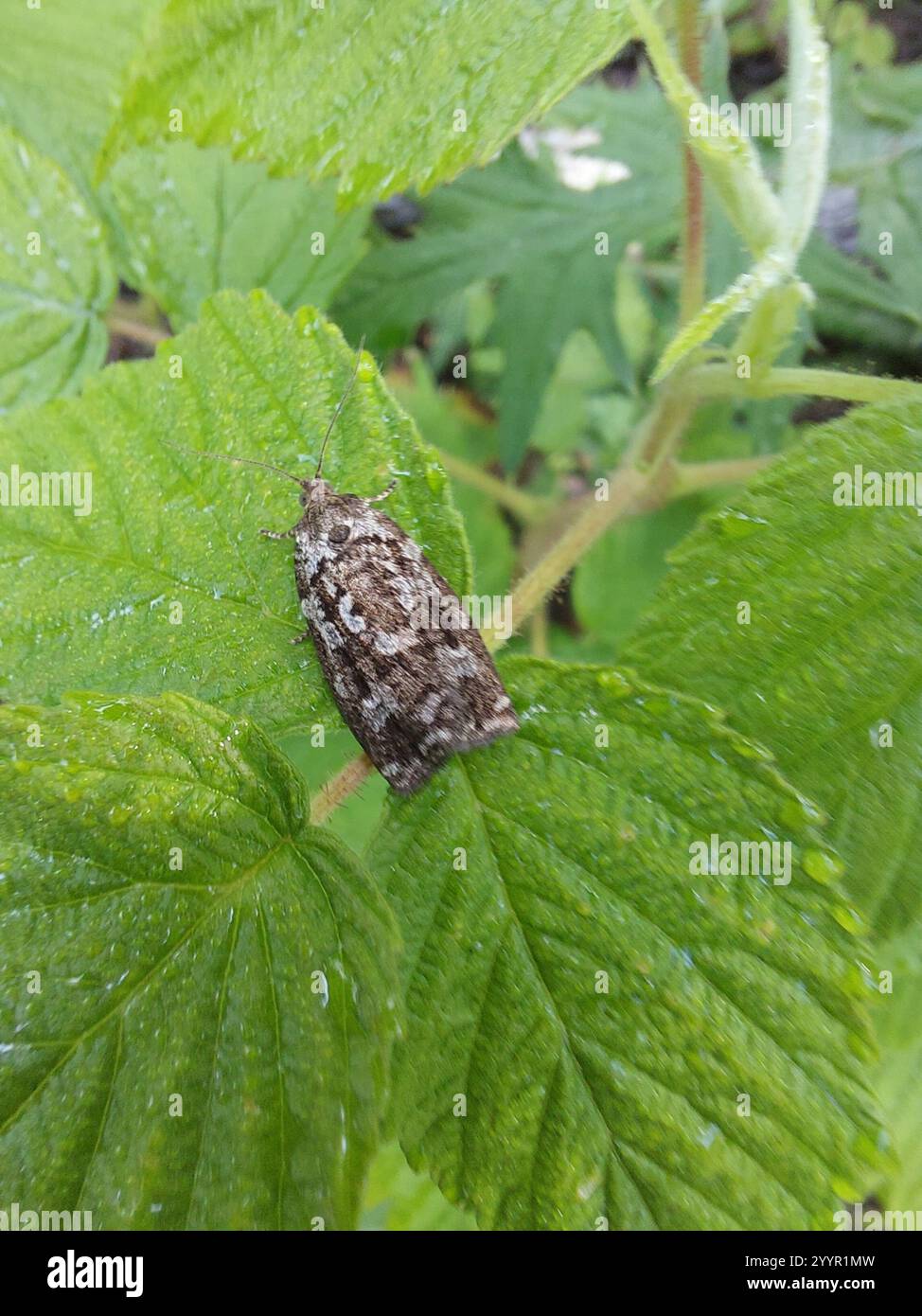 Spruce Budworm Moth (Choristoneura fumiferana Stock Photo - Alamy