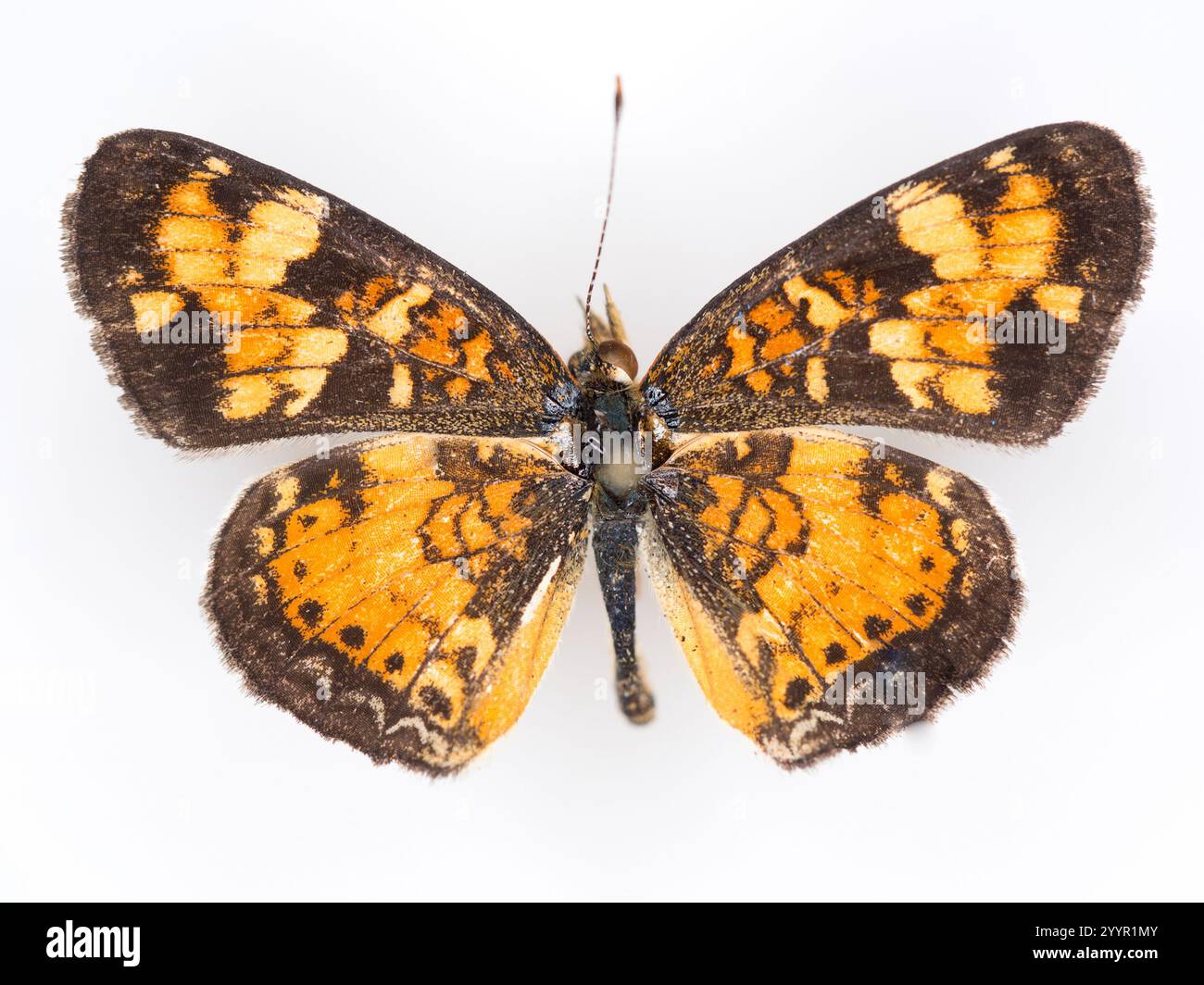 Northern Crescent (Phyciodes cocyta Stock Photo - Alamy