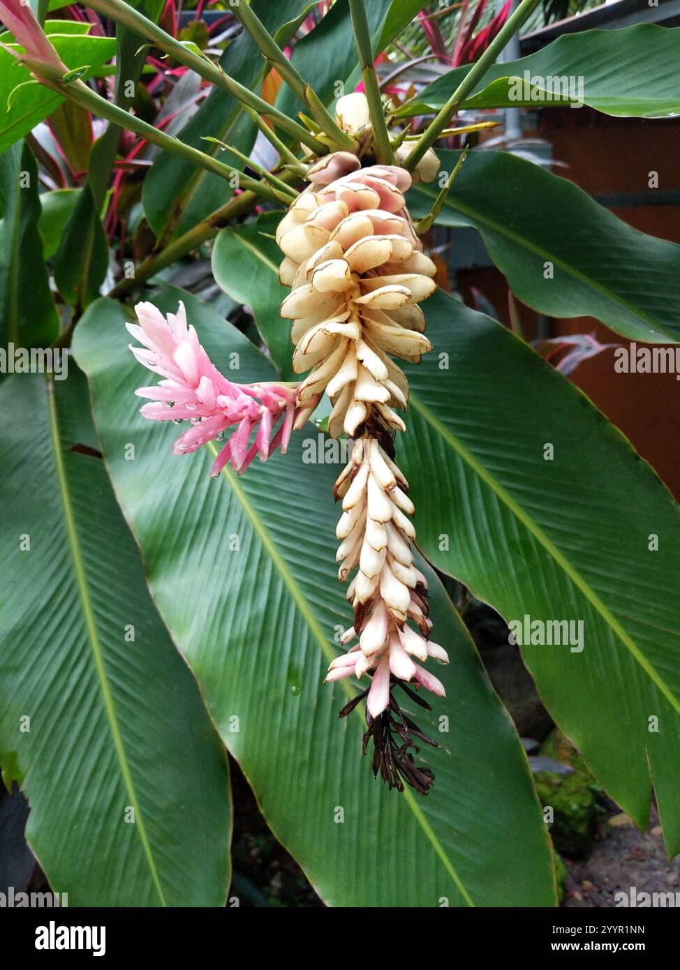 Red Ginger (Alpinia purpurata Stock Photo - Alamy