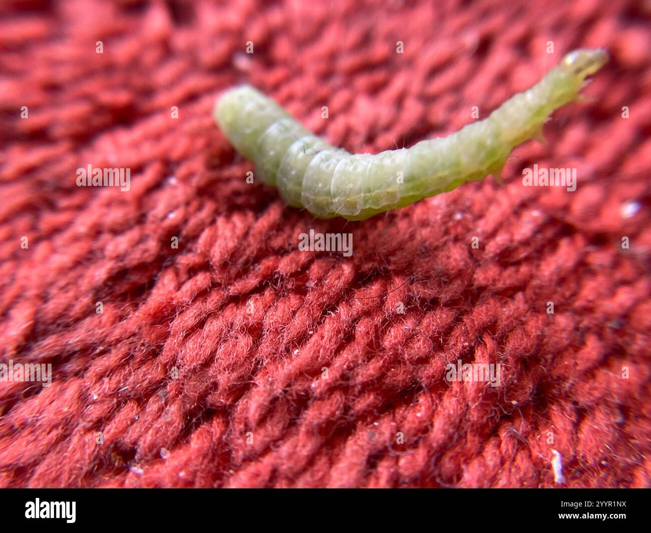 Plusiine Looper Moths (Plusiinae Stock Photo - Alamy
