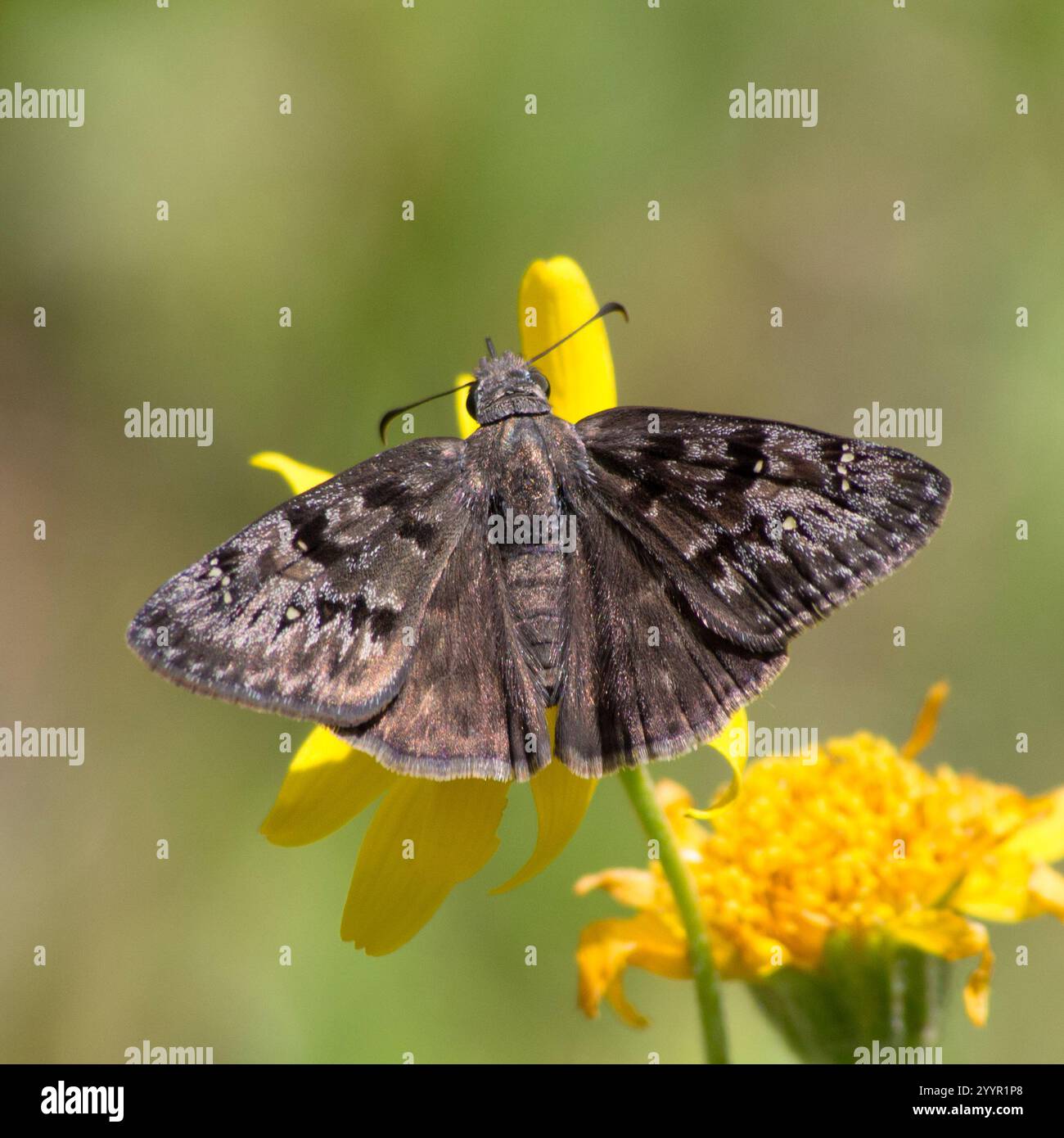 Meridian Duskywing (Erynnis meridianus Stock Photo - Alamy