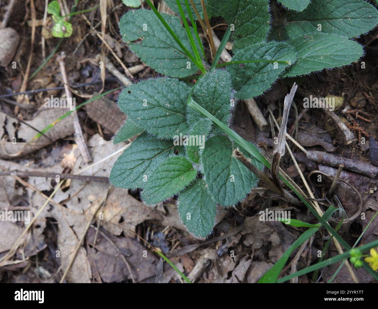 mint family (Lamiaceae Stock Photo - Alamy
