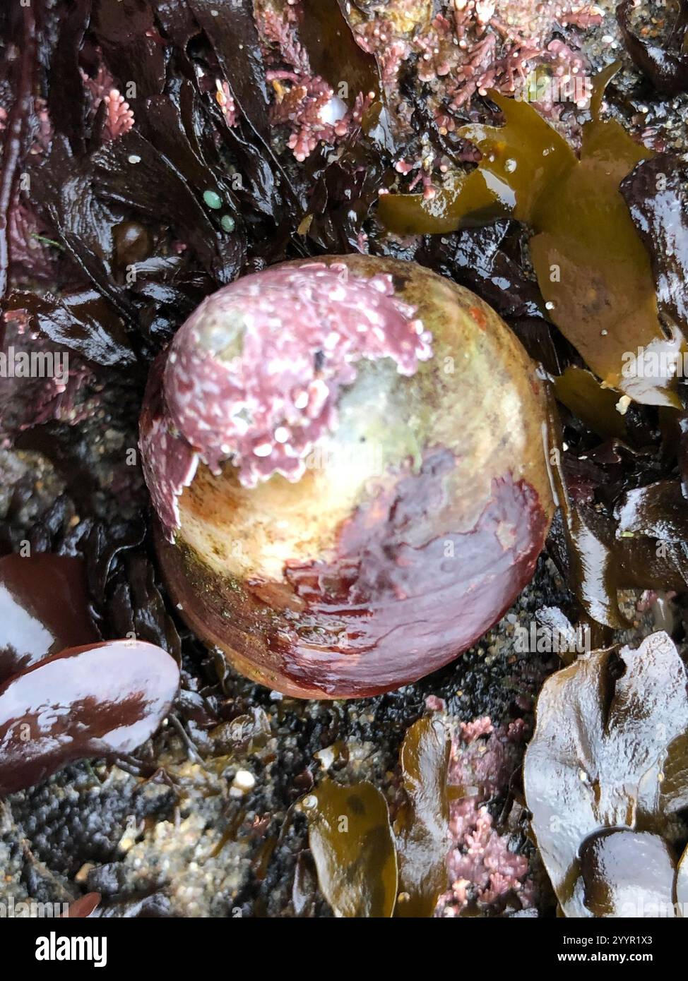 Tegula brunnea hi-res stock photography and images - Alamy