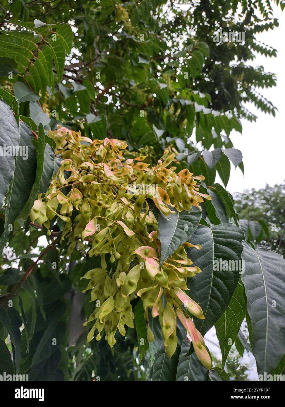 tree-of-heaven (Ailanthus altissima Stock Photo - Alamy
