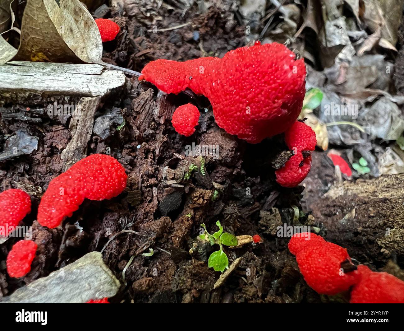 Red Raspberry Slime Mold (Tubifera ferruginosa Stock Photo - Alamy