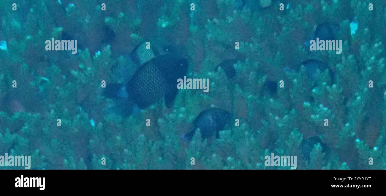 Reticulated Damselfish (Dascyllus reticulatus Stock Photo - Alamy