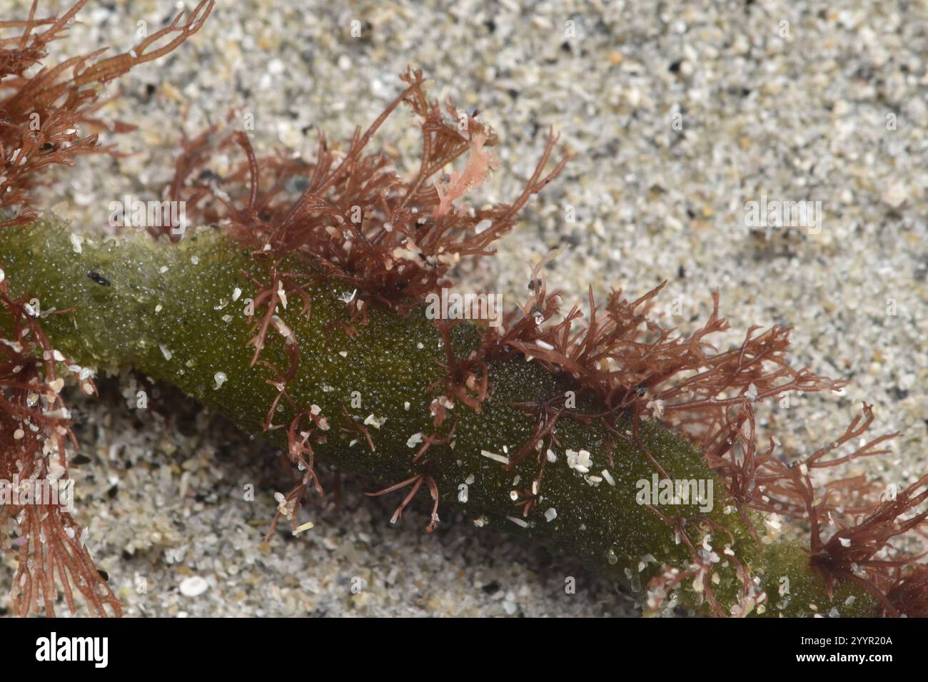 red algae (Rhodophyta Stock Photo - Alamy