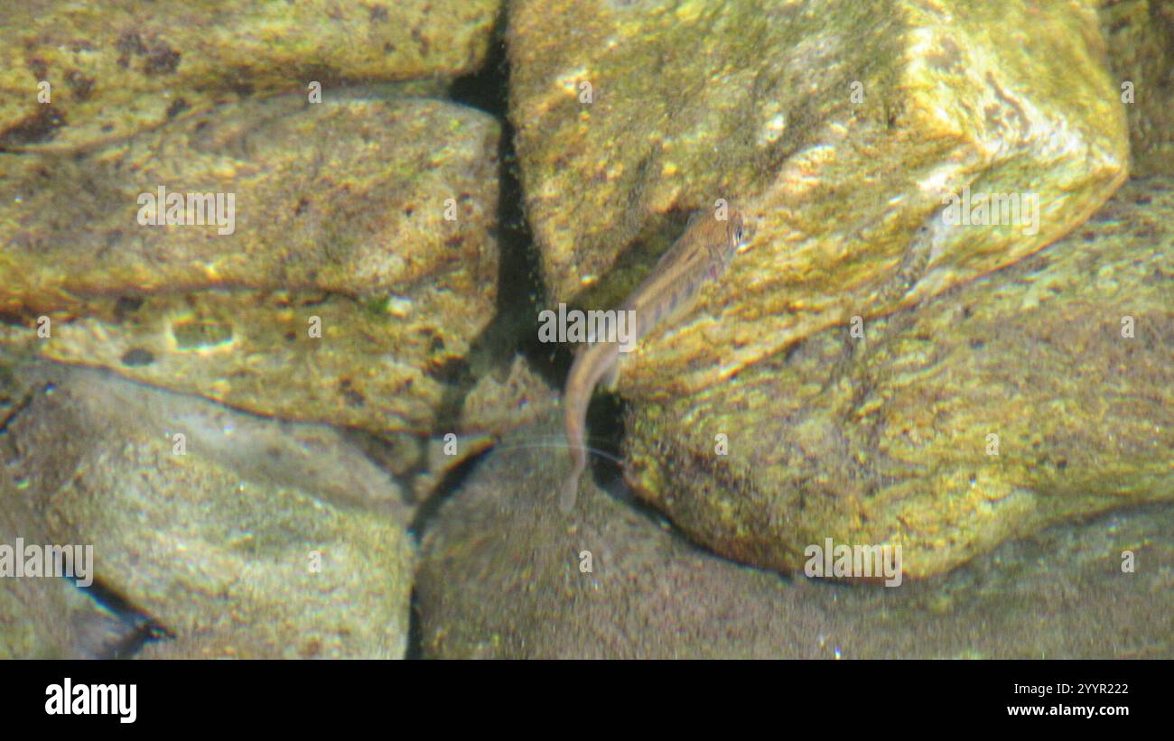 Salmons, pikes and mudminnows (Salmoniformes Stock Photo - Alamy