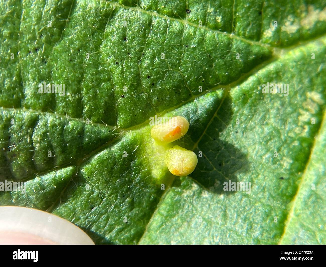 Gall and Rust Mites (Eriophyidae Stock Photo - Alamy