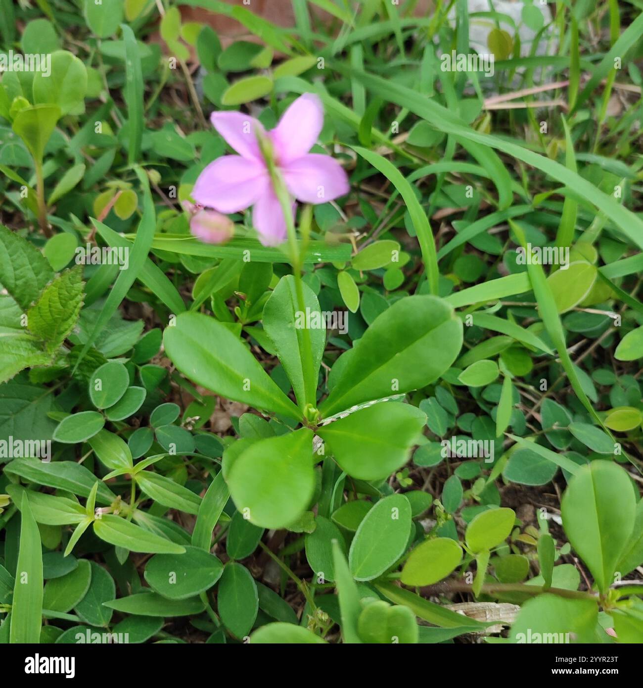 Philippine spinach (Talinum fruticosum Stock Photo - Alamy