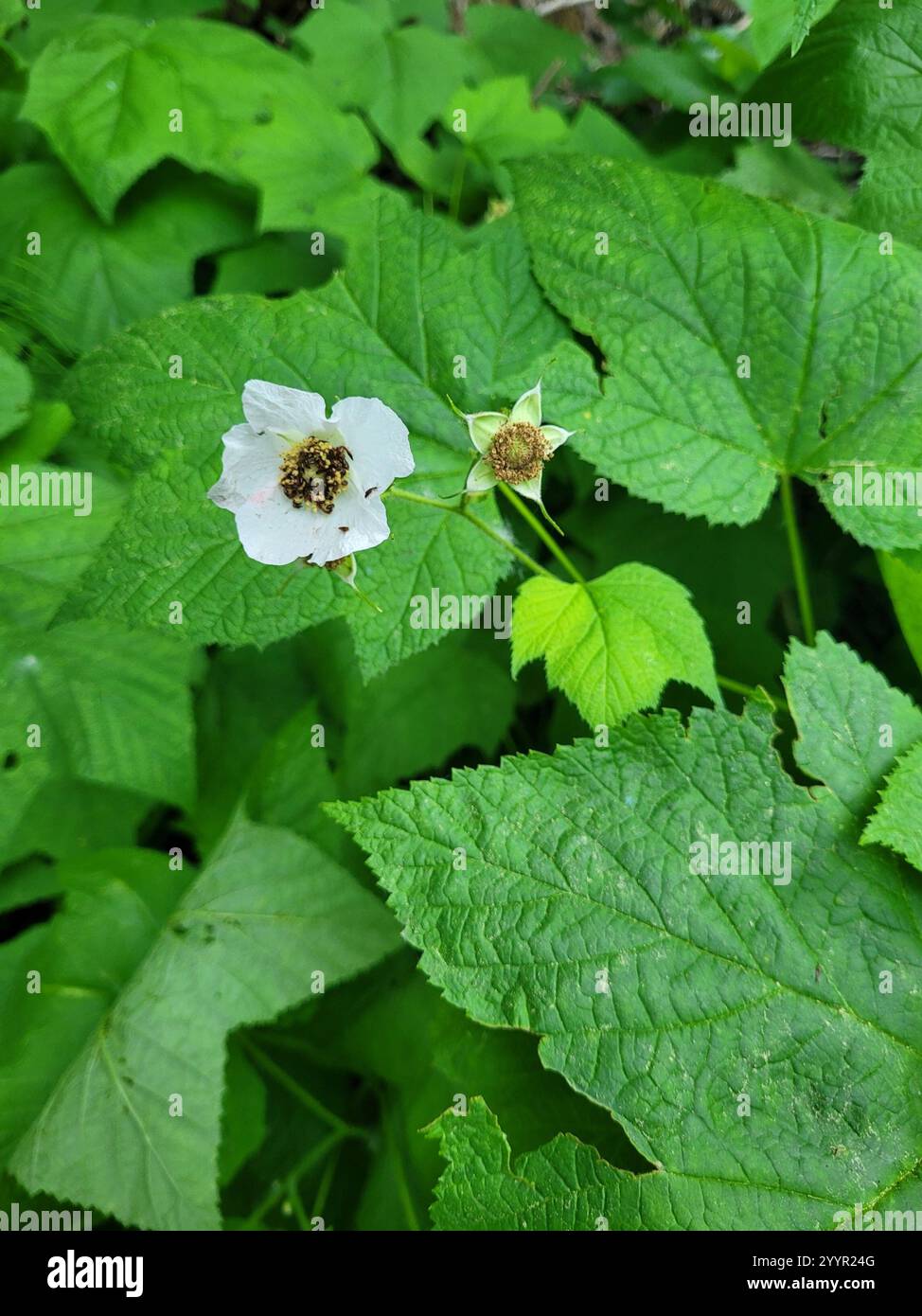 thimbleberry (Rubus parviflorus Stock Photo - Alamy