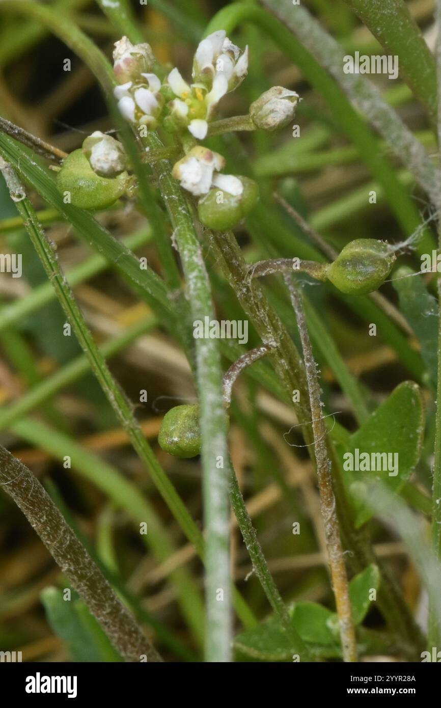 greenland cochlearia (Cochlearia groenlandica Stock Photo - Alamy