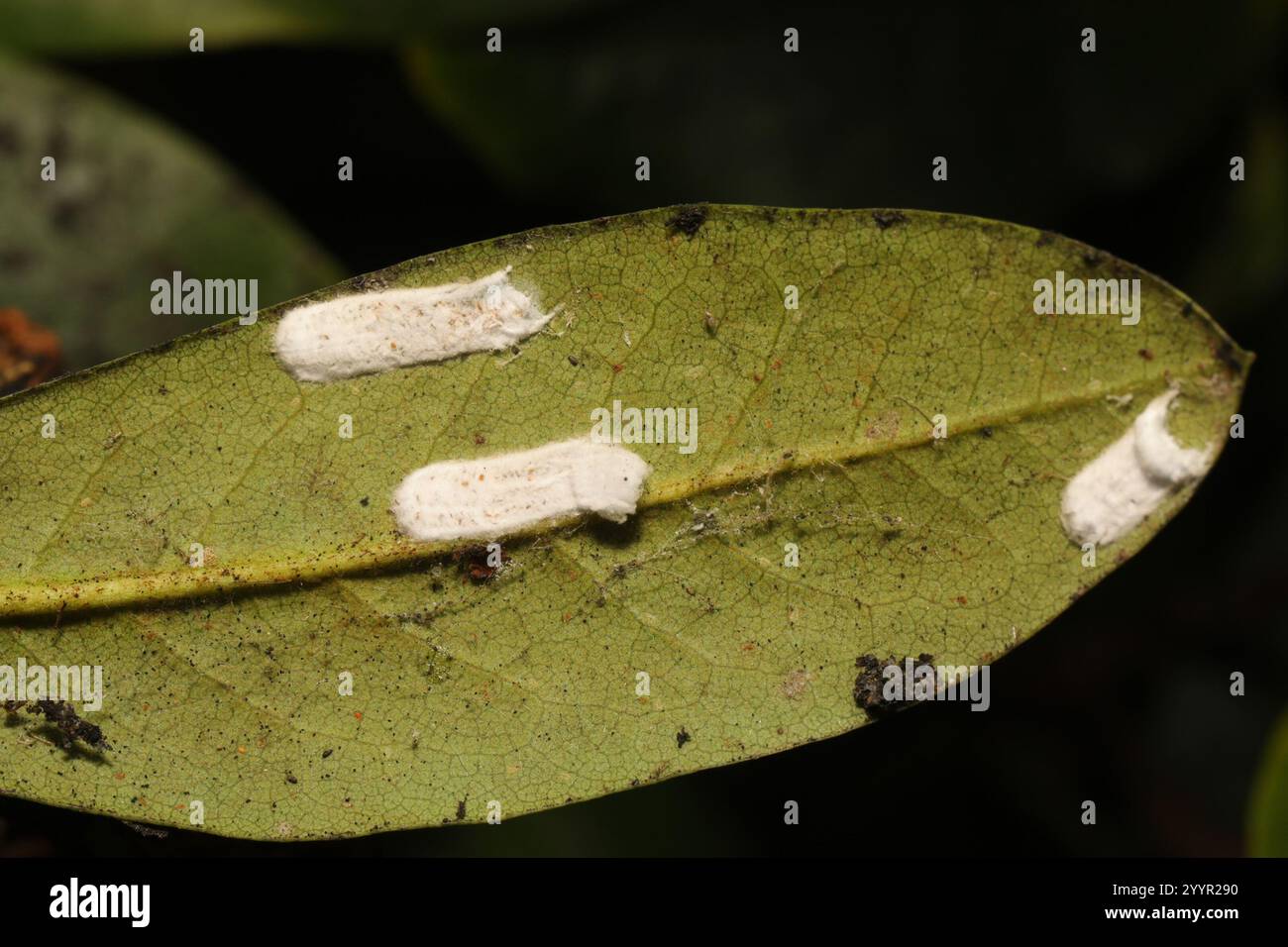 Cottony Yew Scale (Pulvinaria floccifera Stock Photo - Alamy