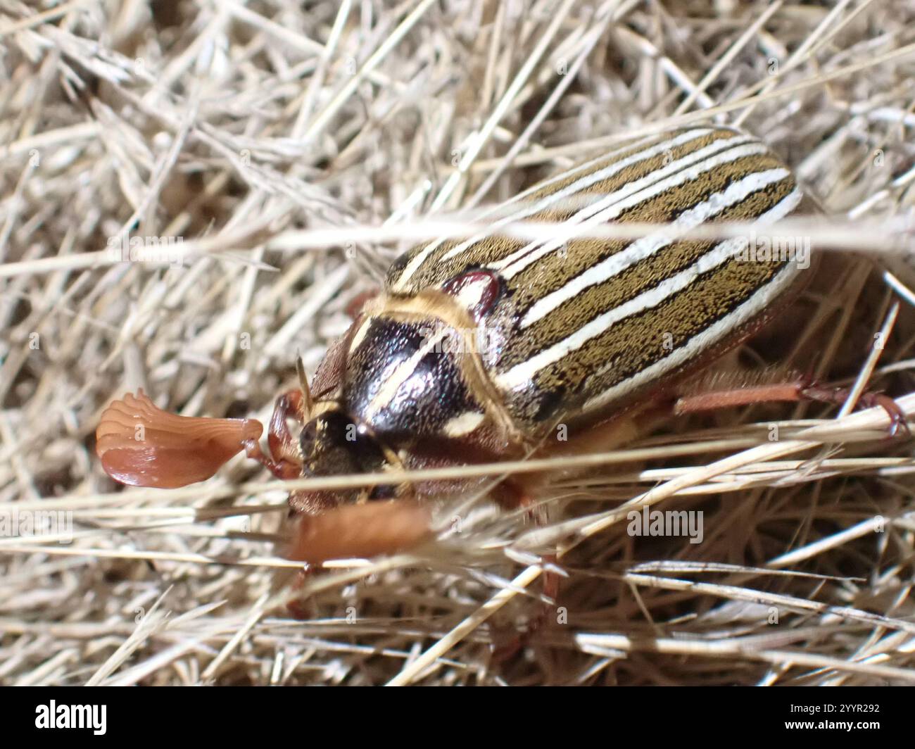 Long-haired June Beetle (Polyphylla crinita Stock Photo - Alamy