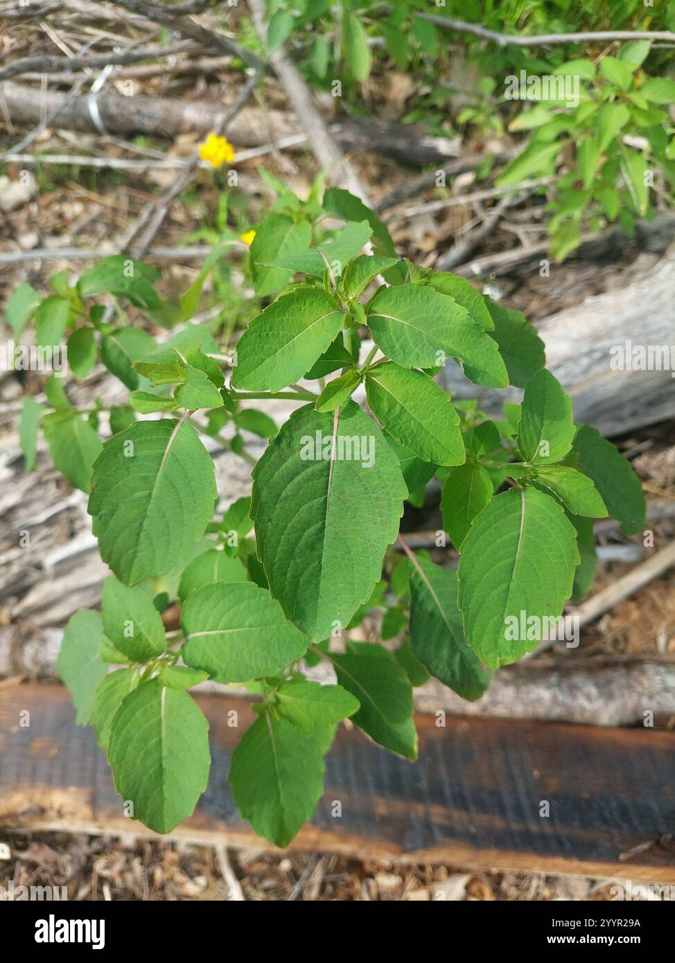 common jewelweed (Impatiens capensis Stock Photo - Alamy