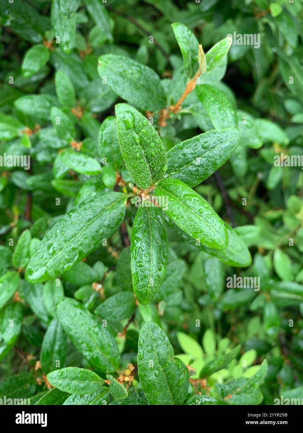 Canadian buffalo-berry (Shepherdia canadensis Stock Photo - Alamy