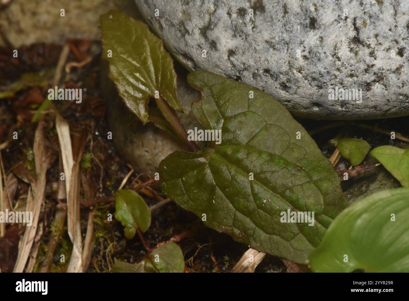 western rattlesnake root (Nabalus alatus Stock Photo - Alamy