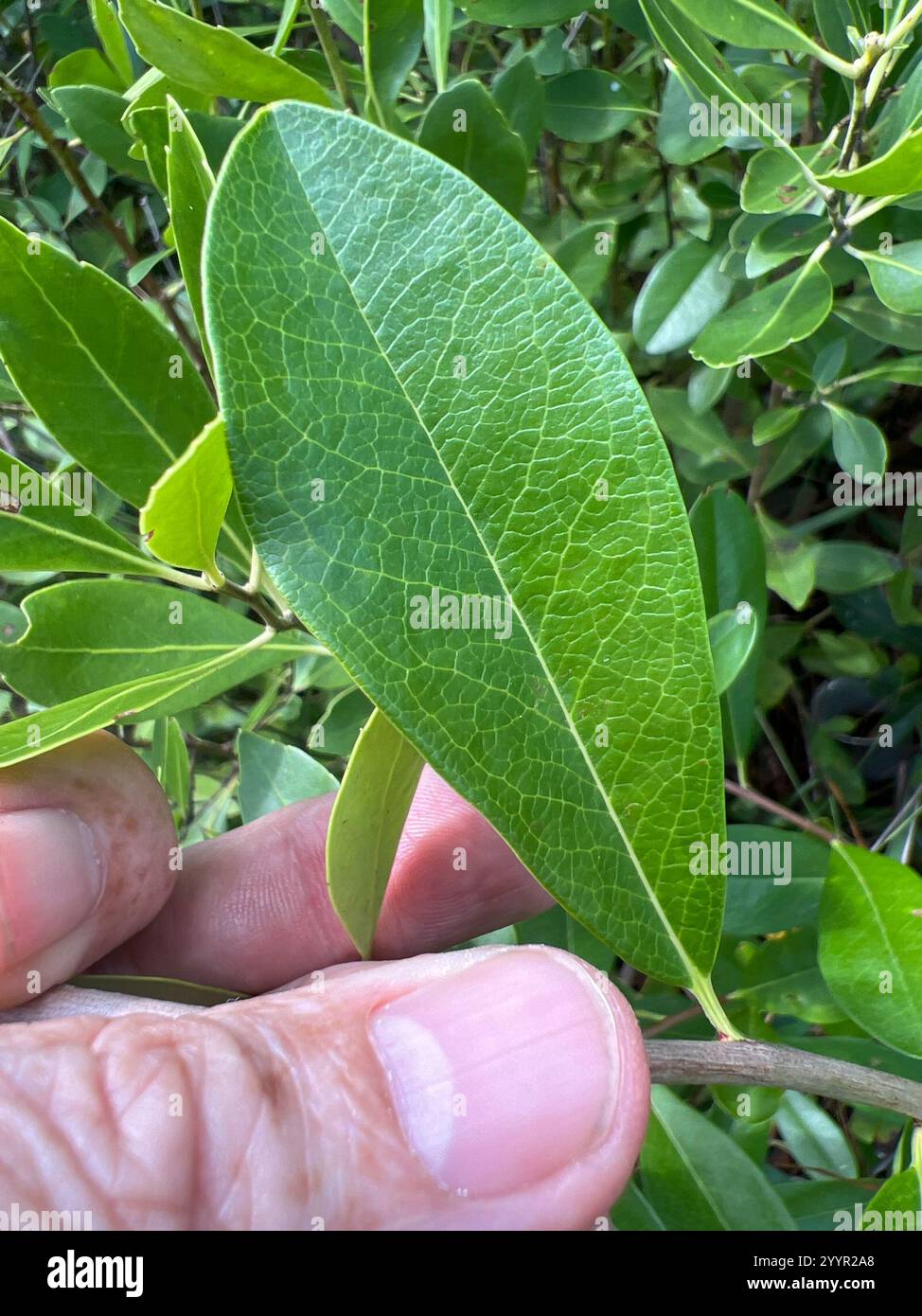 Swamp titi (Cyrilla racemiflora Stock Photo - Alamy