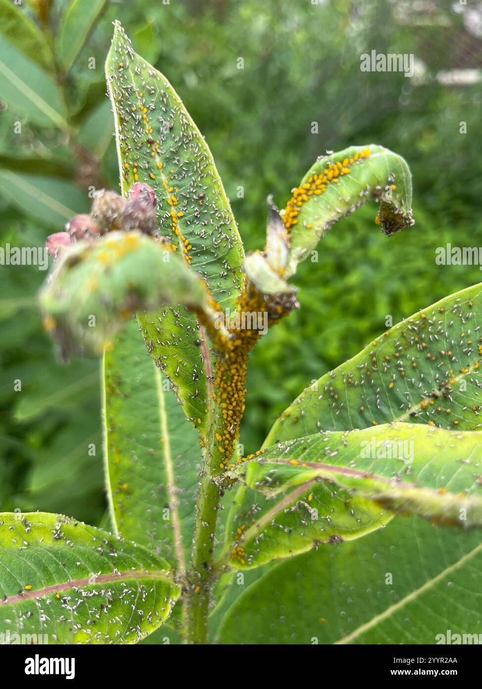 Oleander Aphid (Aphis nerii Stock Photo - Alamy