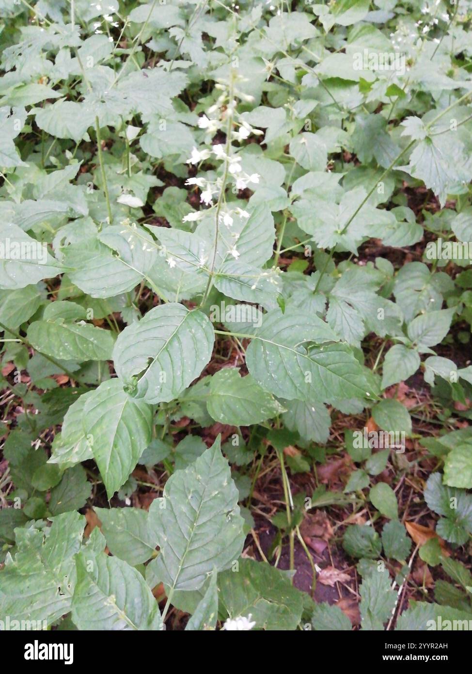 enchanter's-nightshade (Circaea lutetiana Stock Photo - Alamy