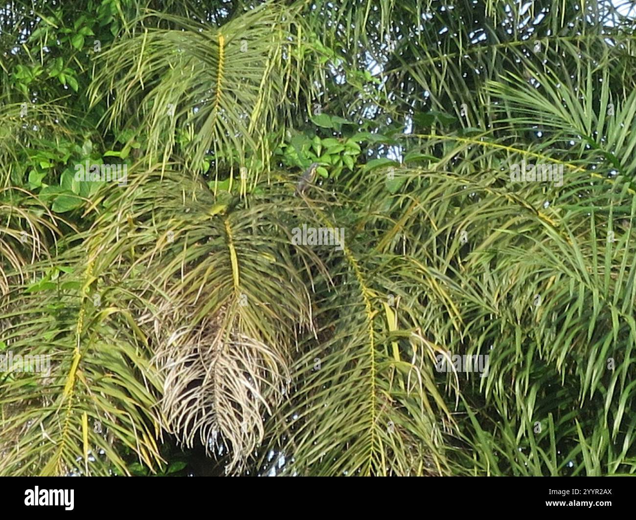 Dwarf Bittern (Botaurus sturmii Stock Photo - Alamy