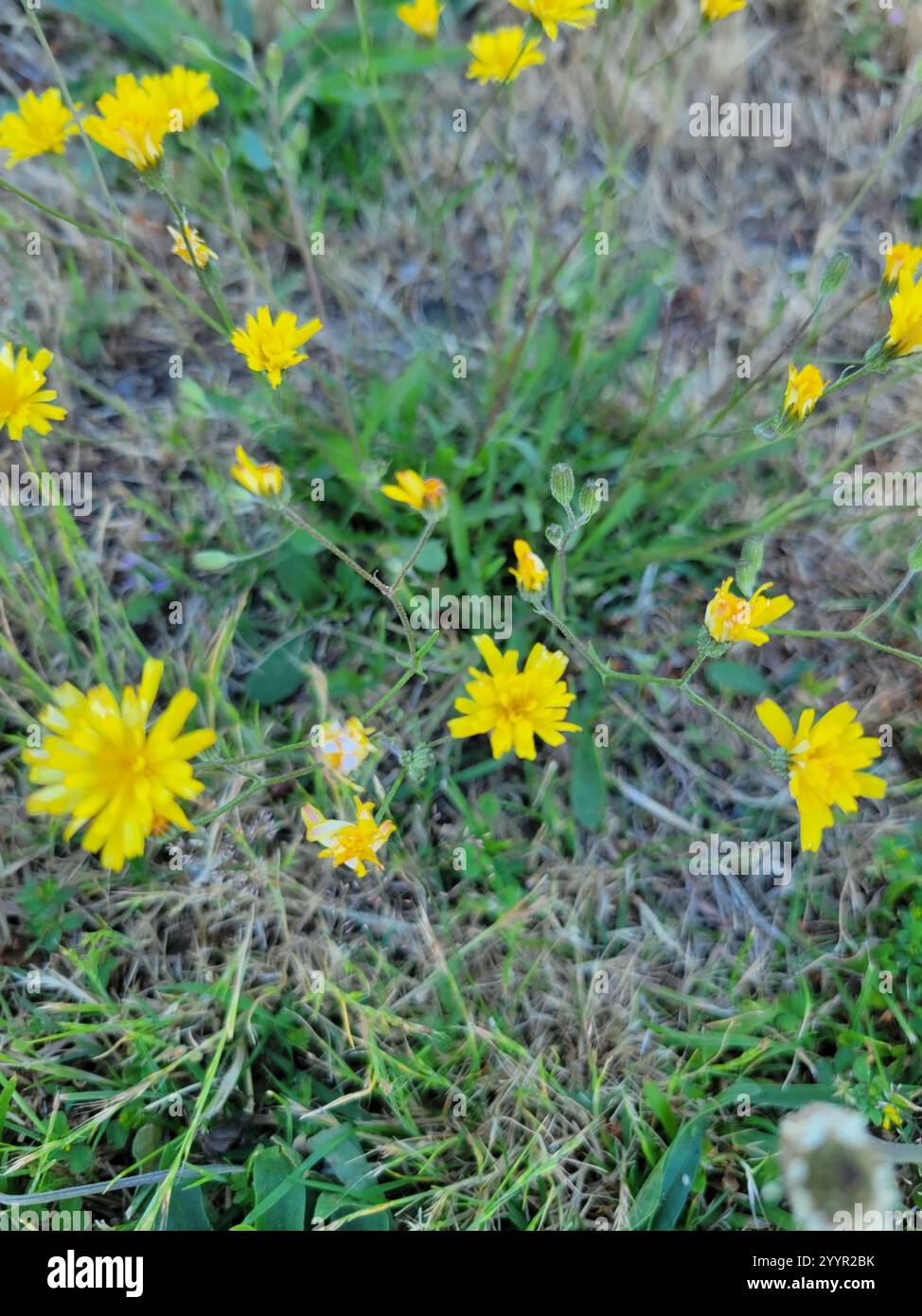 Smooth hawksbeard (Crepis capillaris Stock Photo - Alamy