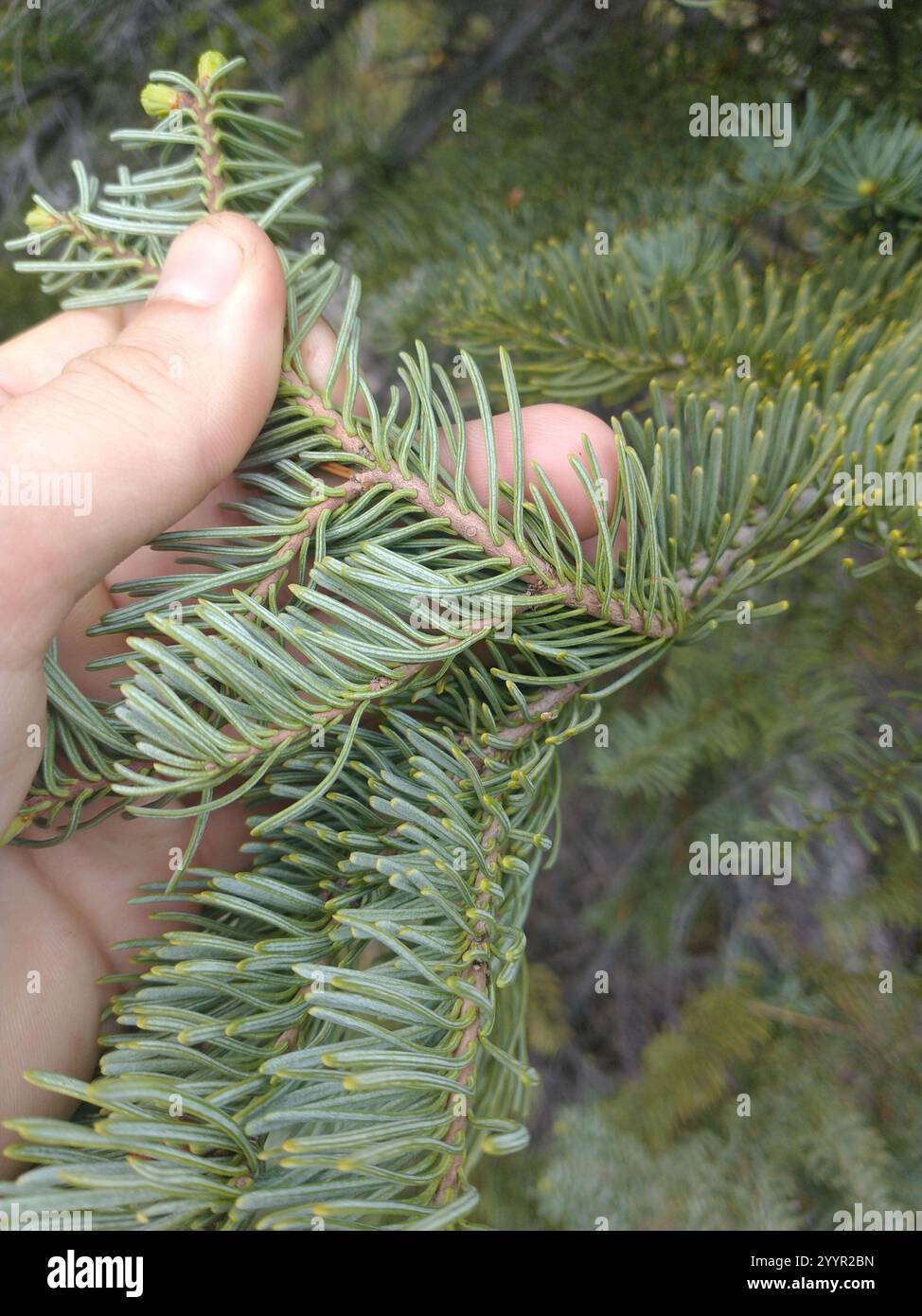 Shasta Red Fir (Abies magnifica shastensis Stock Photo - Alamy