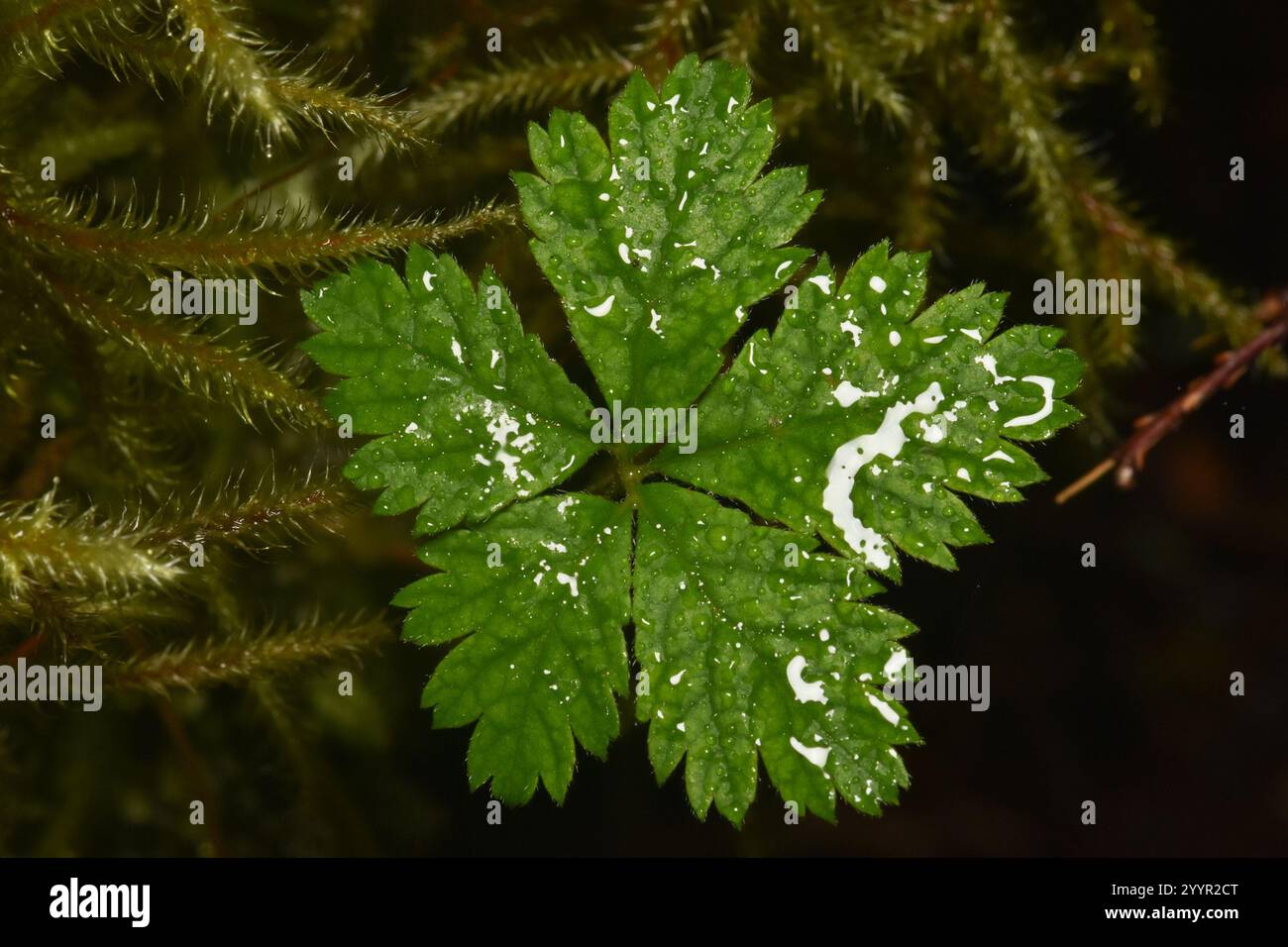 Five-leaf Dwarf Bramble (Rubus pedatus Stock Photo - Alamy