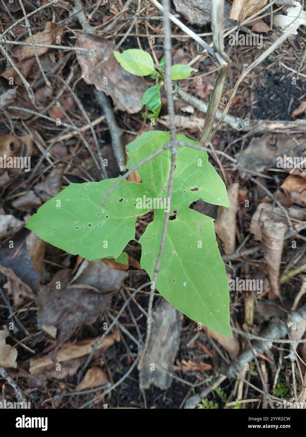 rattlesnake roots (Nabalus Stock Photo - Alamy