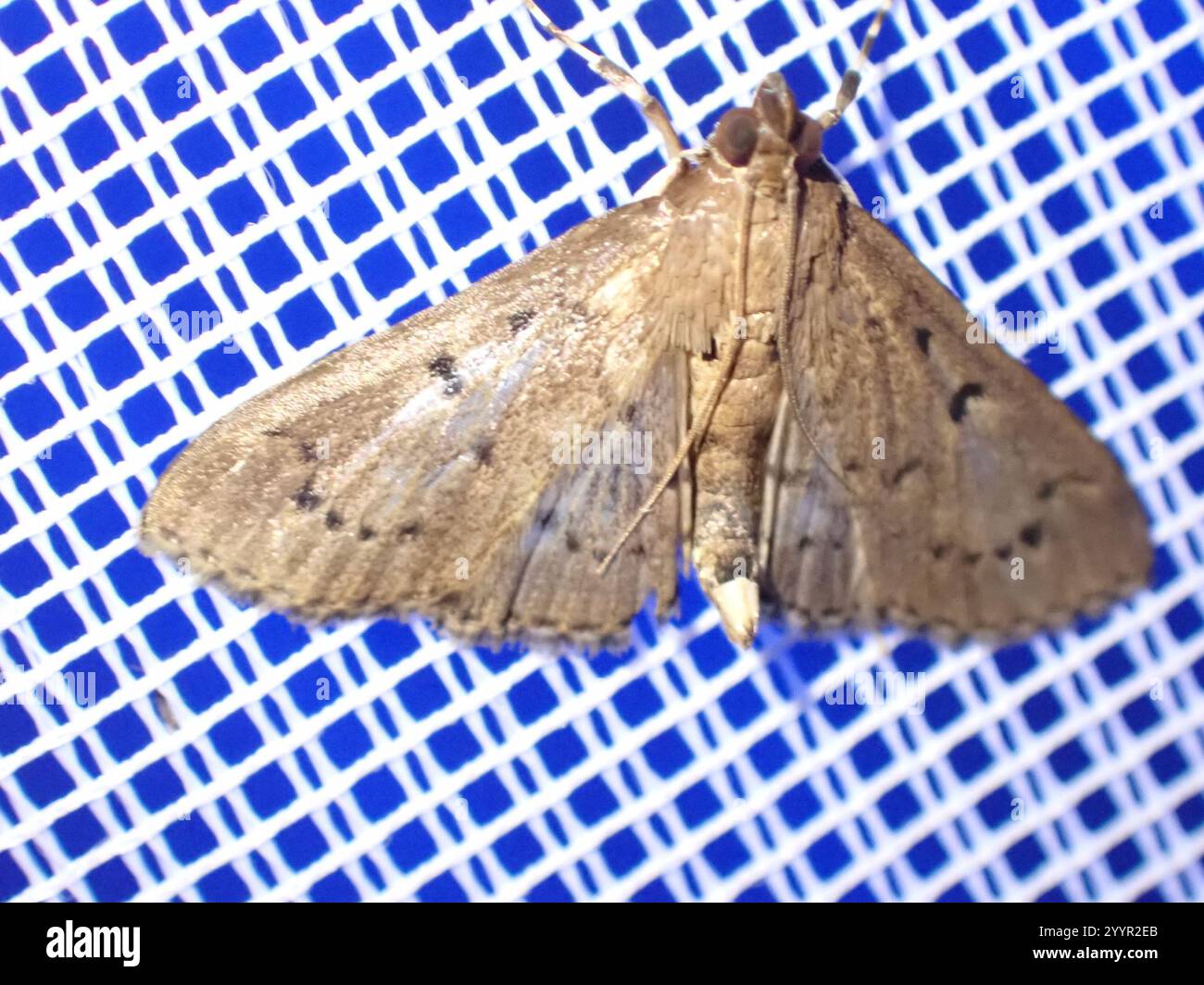 Grass Webworm Moth (Herpetogramma licarsisalis Stock Photo - Alamy