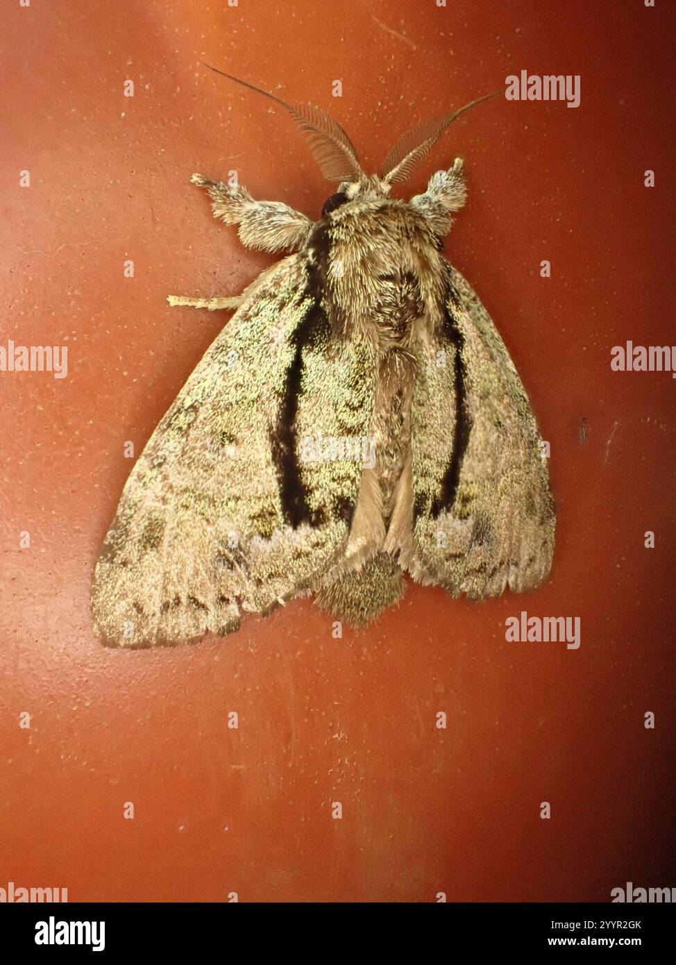 Prominent Moths (Notodontidae Stock Photo - Alamy