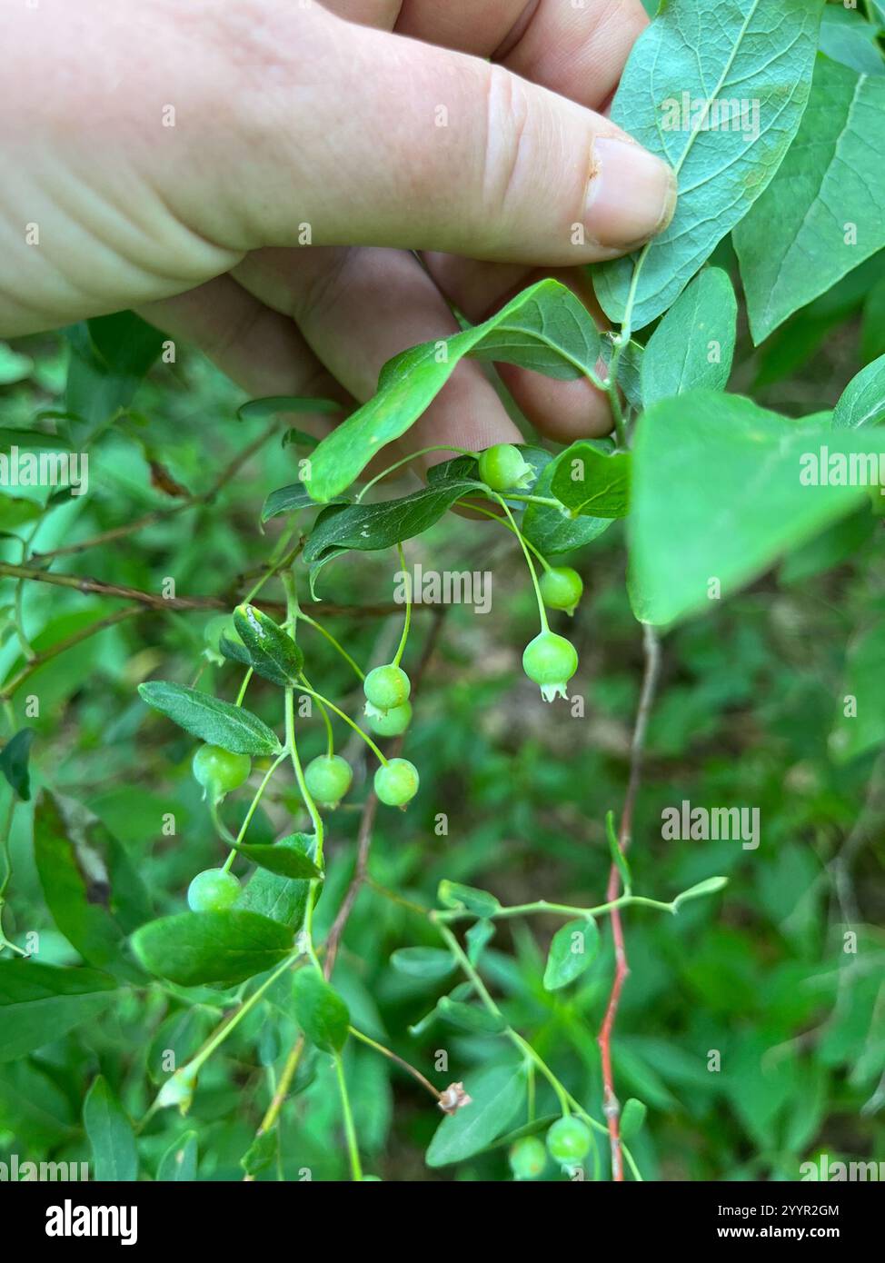 Deerberry hi-res stock photography and images - Alamy