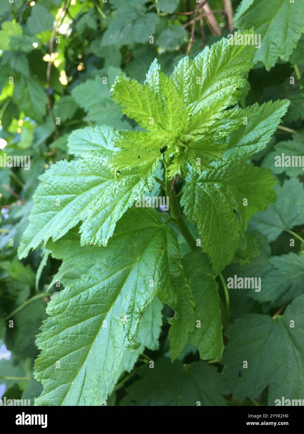 Pacific ninebark (Physocarpus capitatus Stock Photo - Alamy