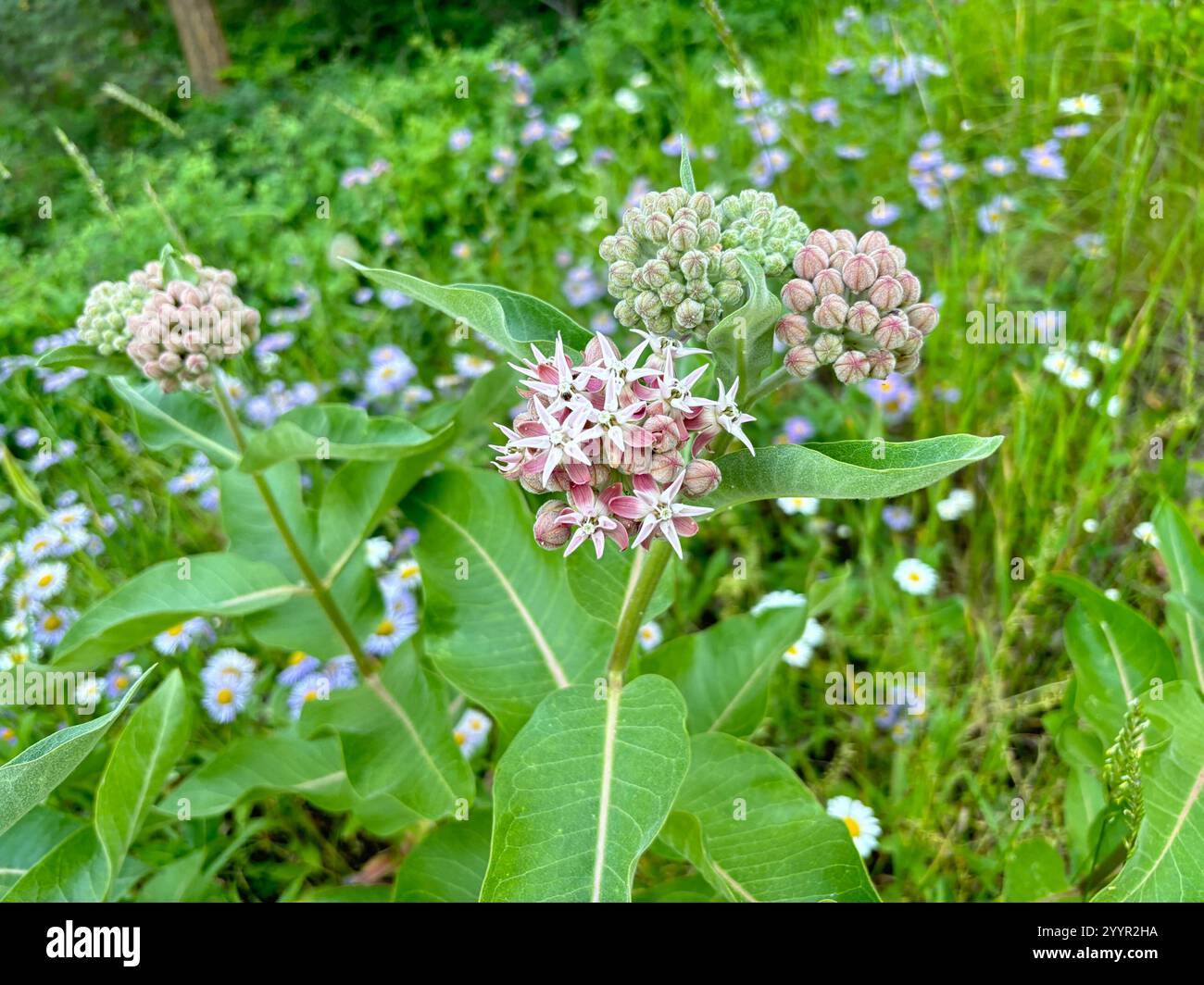 showy milkweed (Asclepias speciosa Stock Photo - Alamy