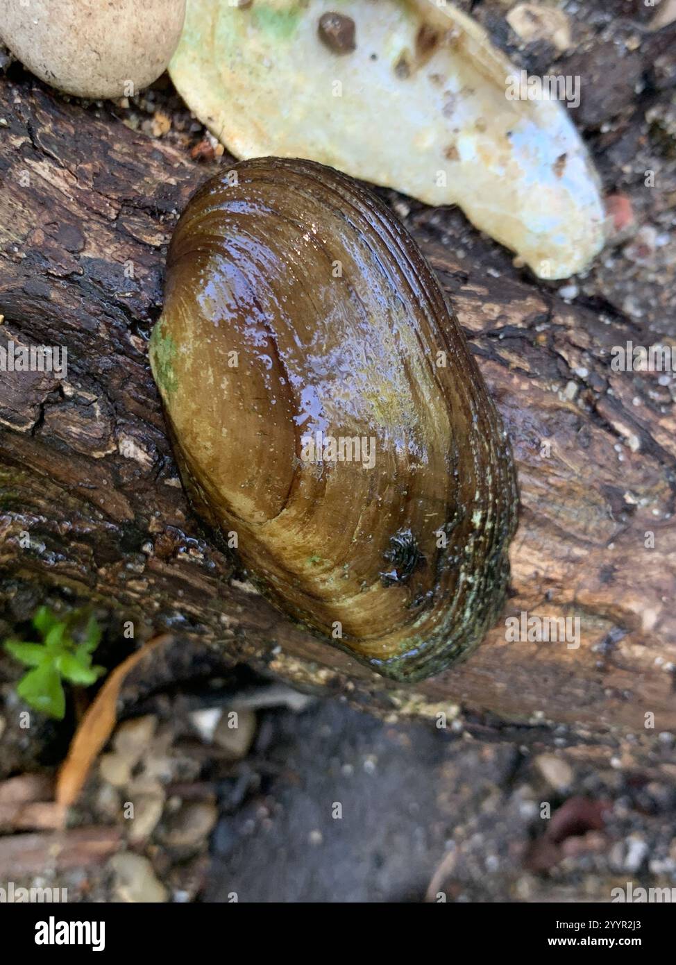 Ellipse (Venustaconcha ellipsiformis Stock Photo - Alamy