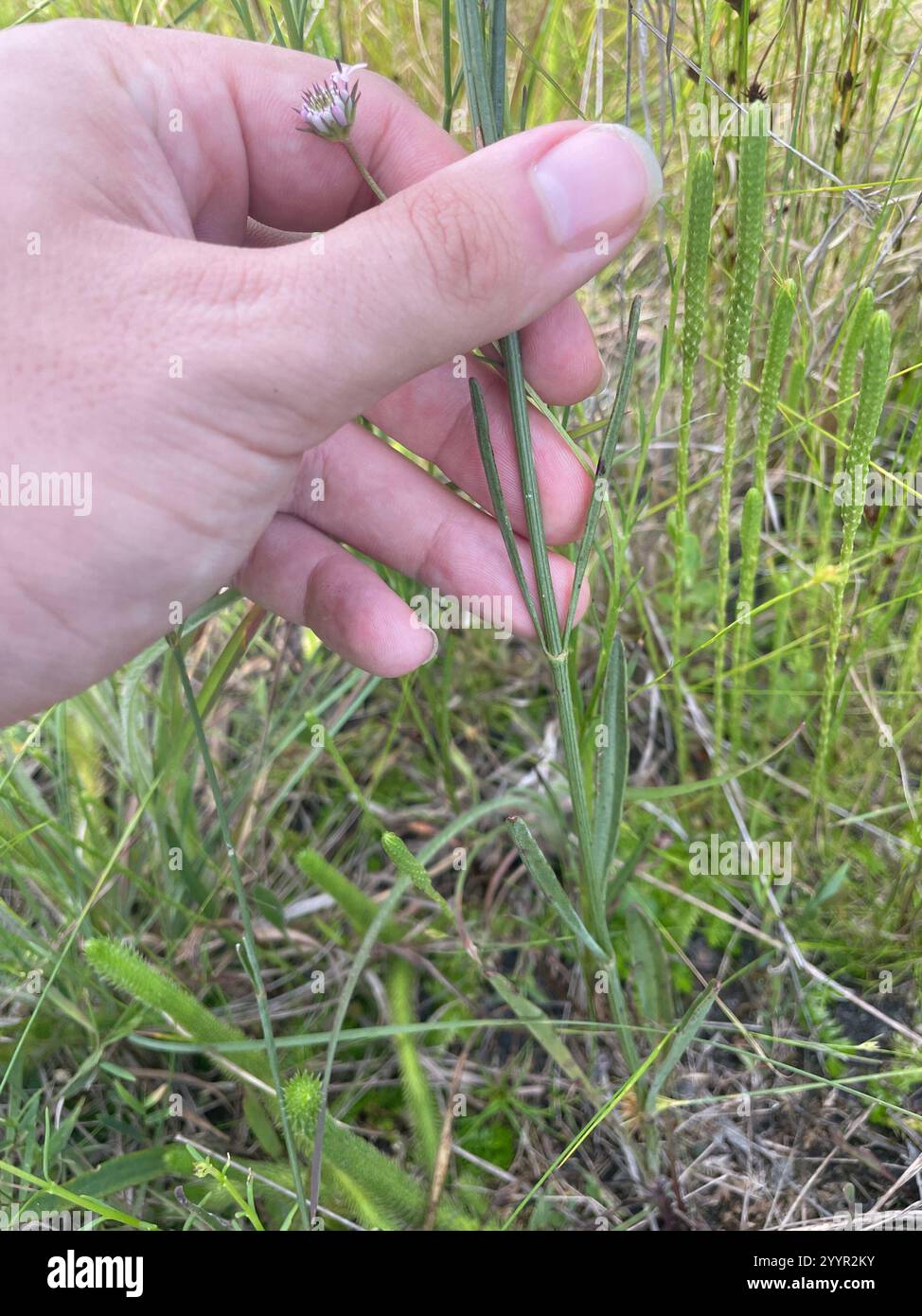 Texas Tickseed (Coreopsis linifolia Stock Photo - Alamy
