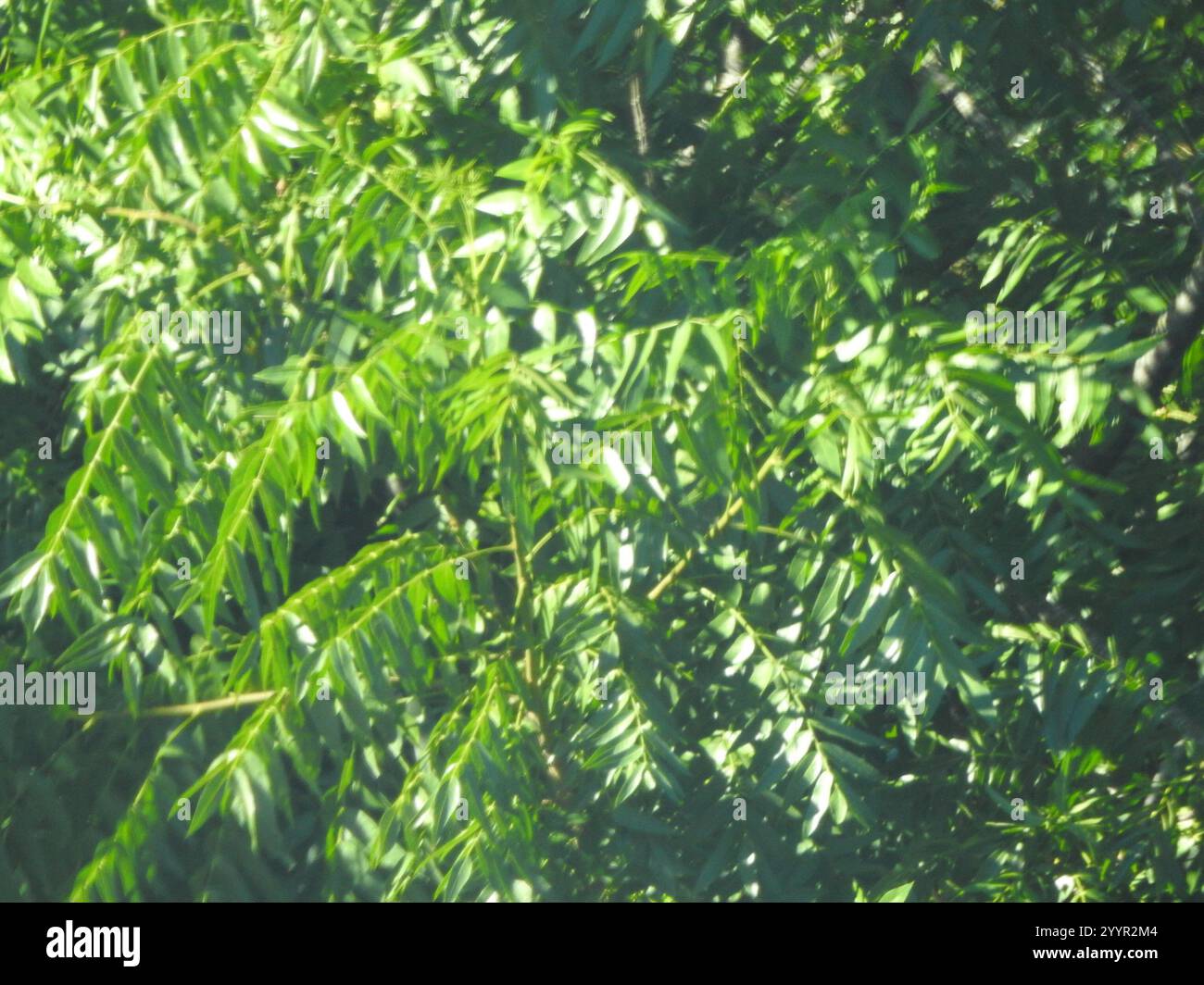 northern California black walnut (Juglans hindsii Stock Photo - Alamy