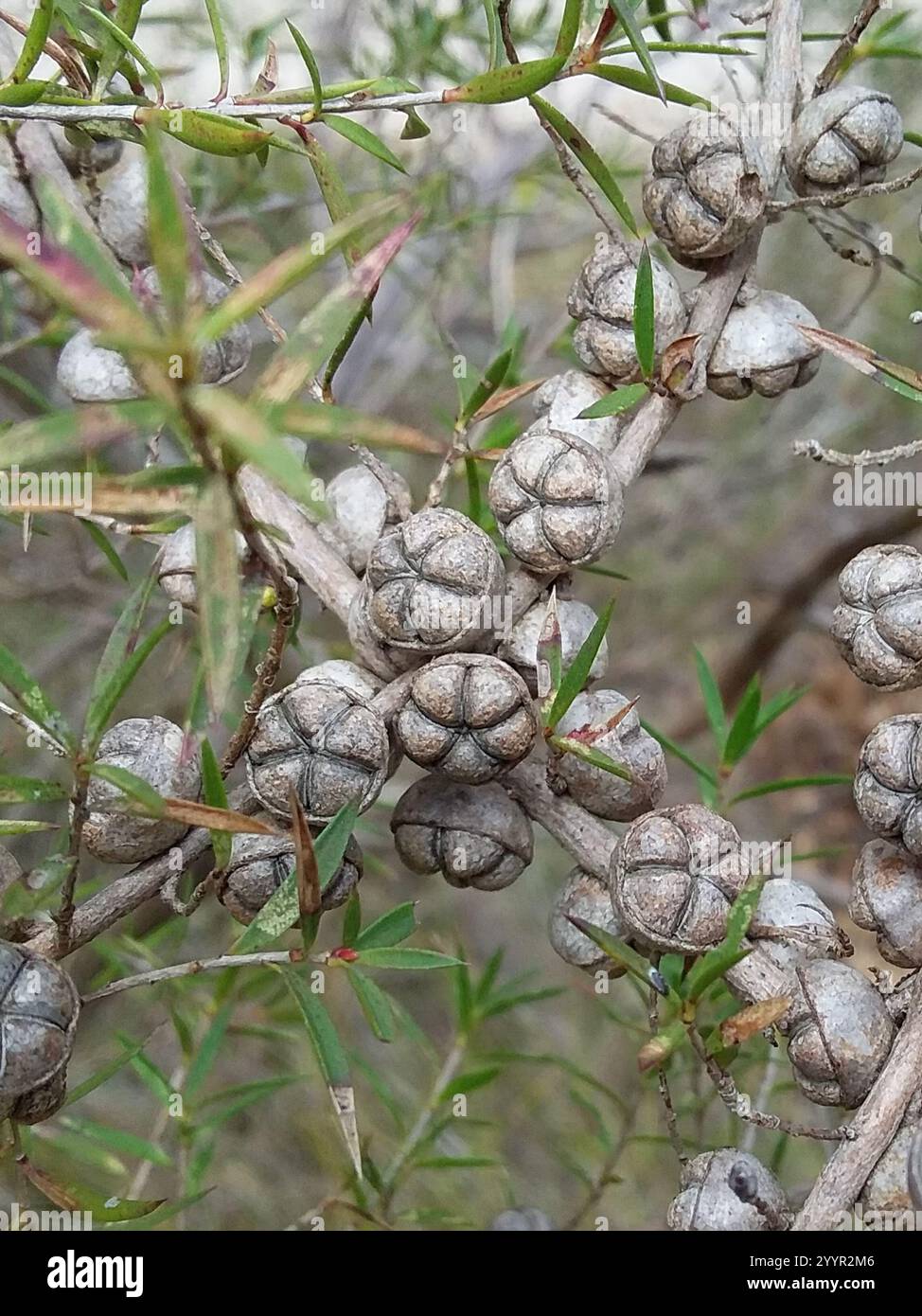 Prickly tea tree hi-res stock photography and images - Alamy