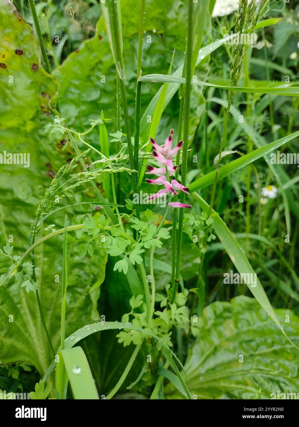 common ramping-fumitory (Fumaria muralis Stock Photo - Alamy