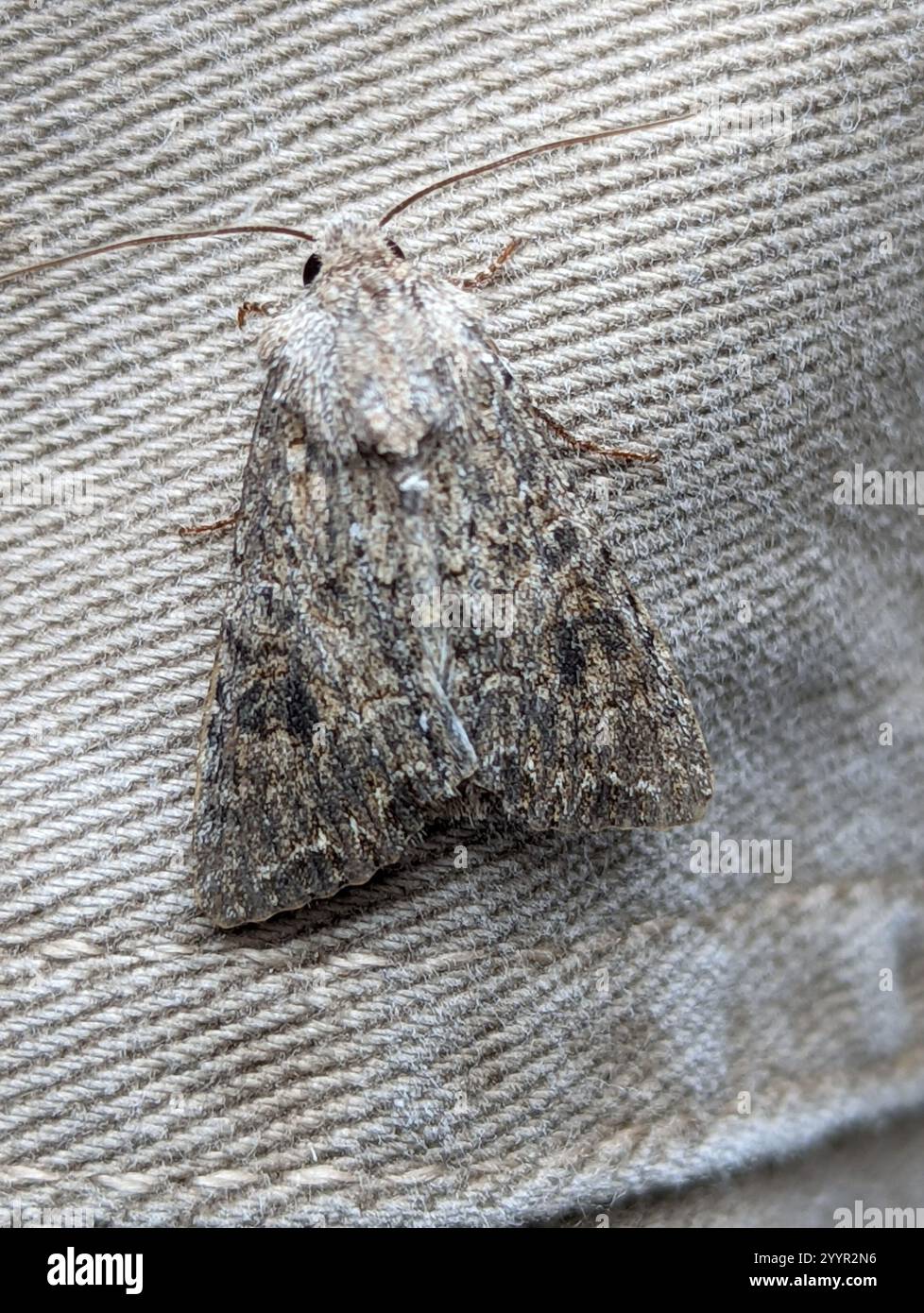 Nutmeg Moth (Anarta trifolii Stock Photo - Alamy