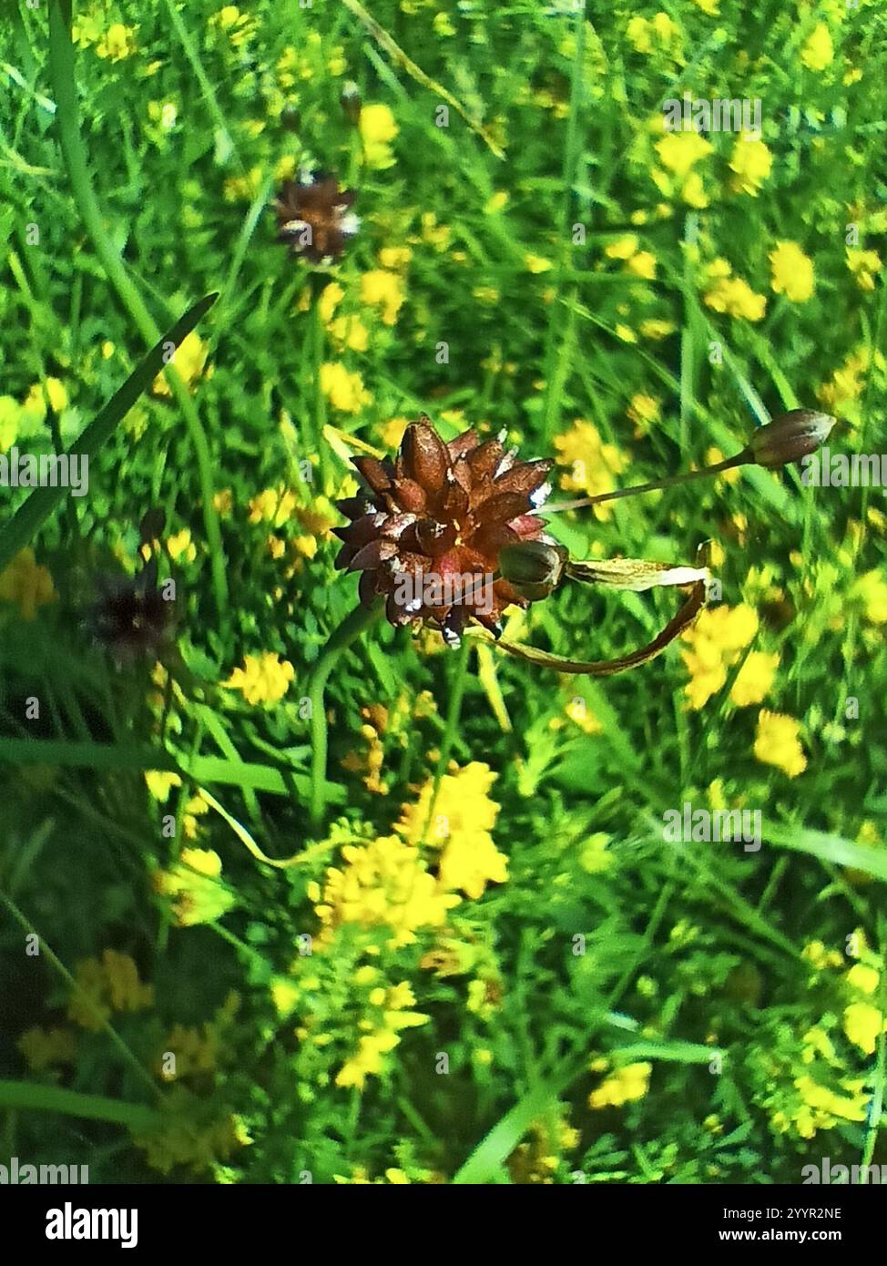 field garlic (Allium oleraceum Stock Photo - Alamy