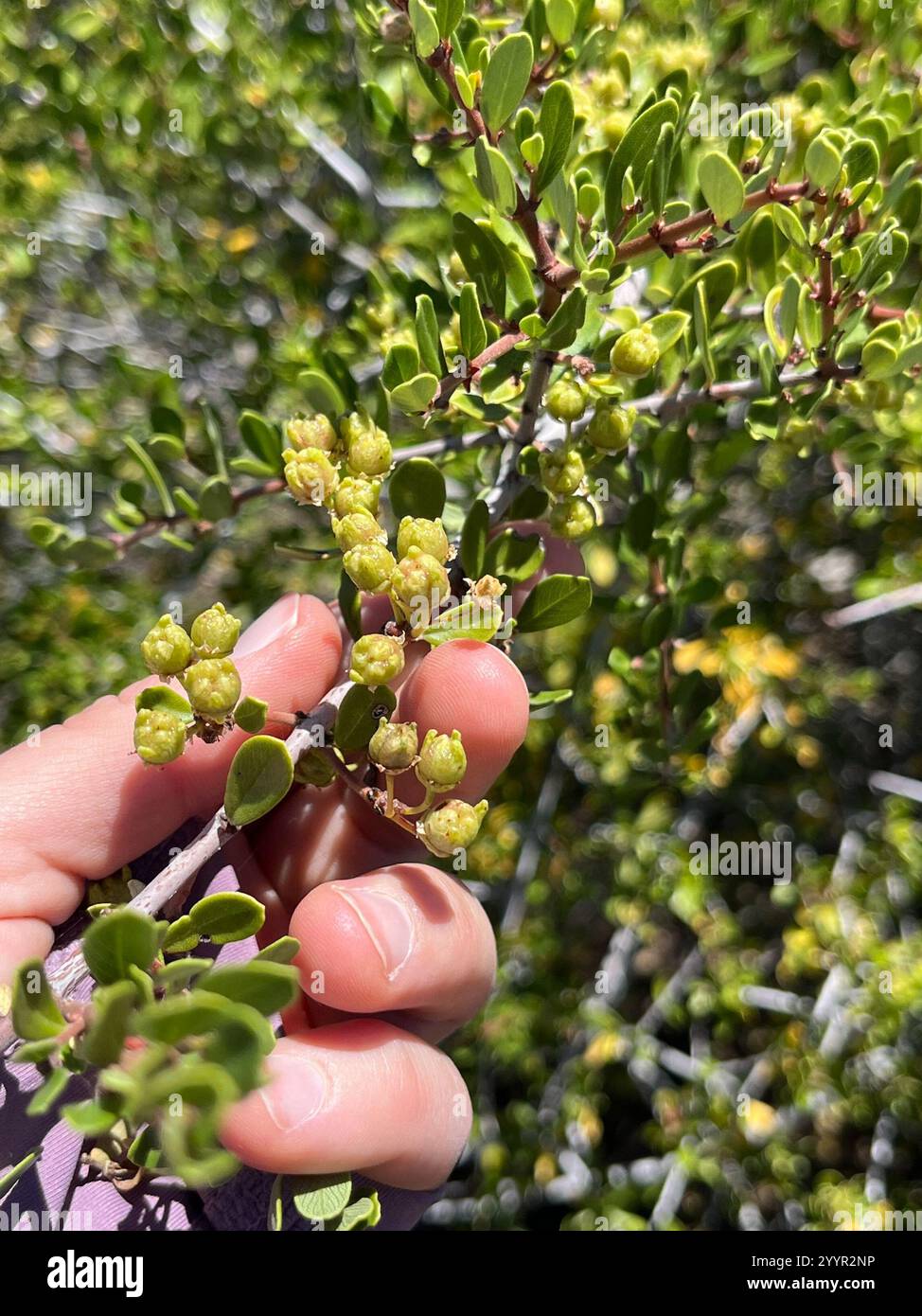 Buckbrush (Ceanothus cuneatus Stock Photo - Alamy