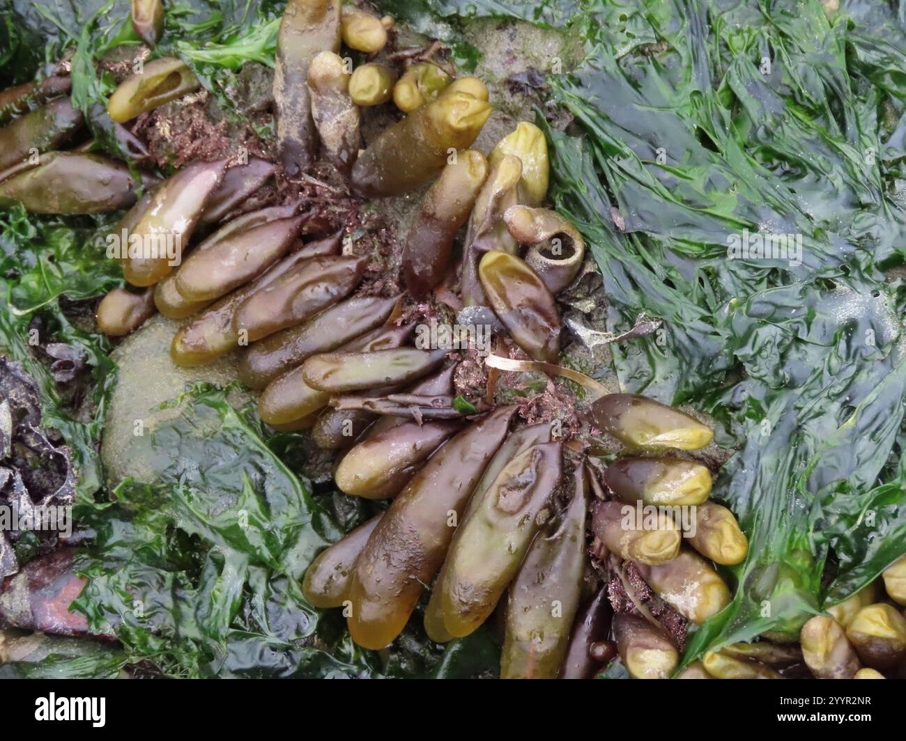 Sea Sacks (Halosaccion glandiforme Stock Photo - Alamy