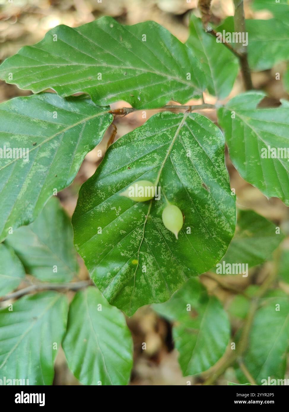 Beech Gall Midge (Mikiola fagi Stock Photo - Alamy